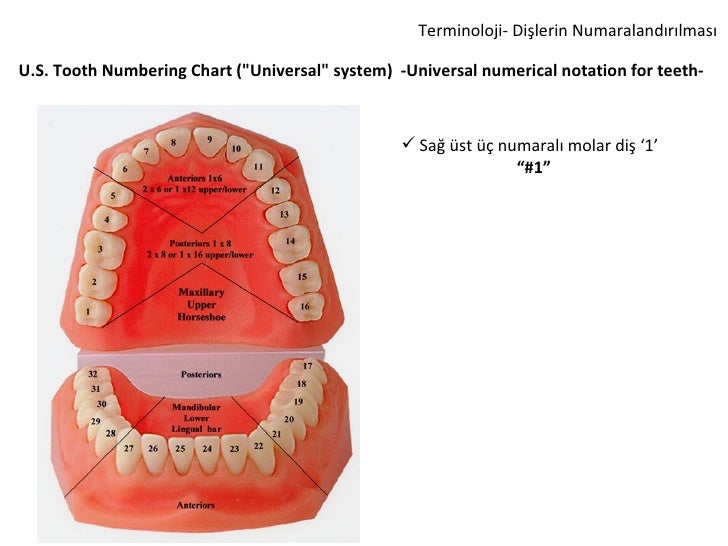Ortho Tooth Numbering System
