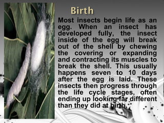 Presentation1 | PPT | Beekeeping | Hobbies & Interests