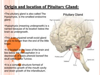 Pituitary Gland Location In Skull