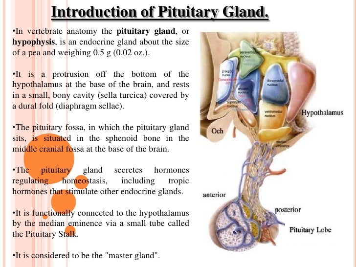 Pituitary Gland