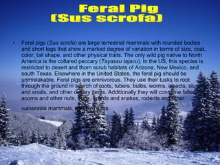 Presentation1 | PPT
