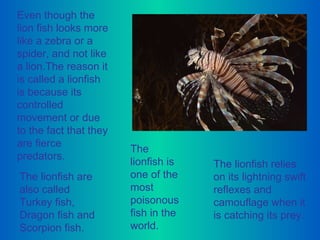 presentation on lionfish | PPT