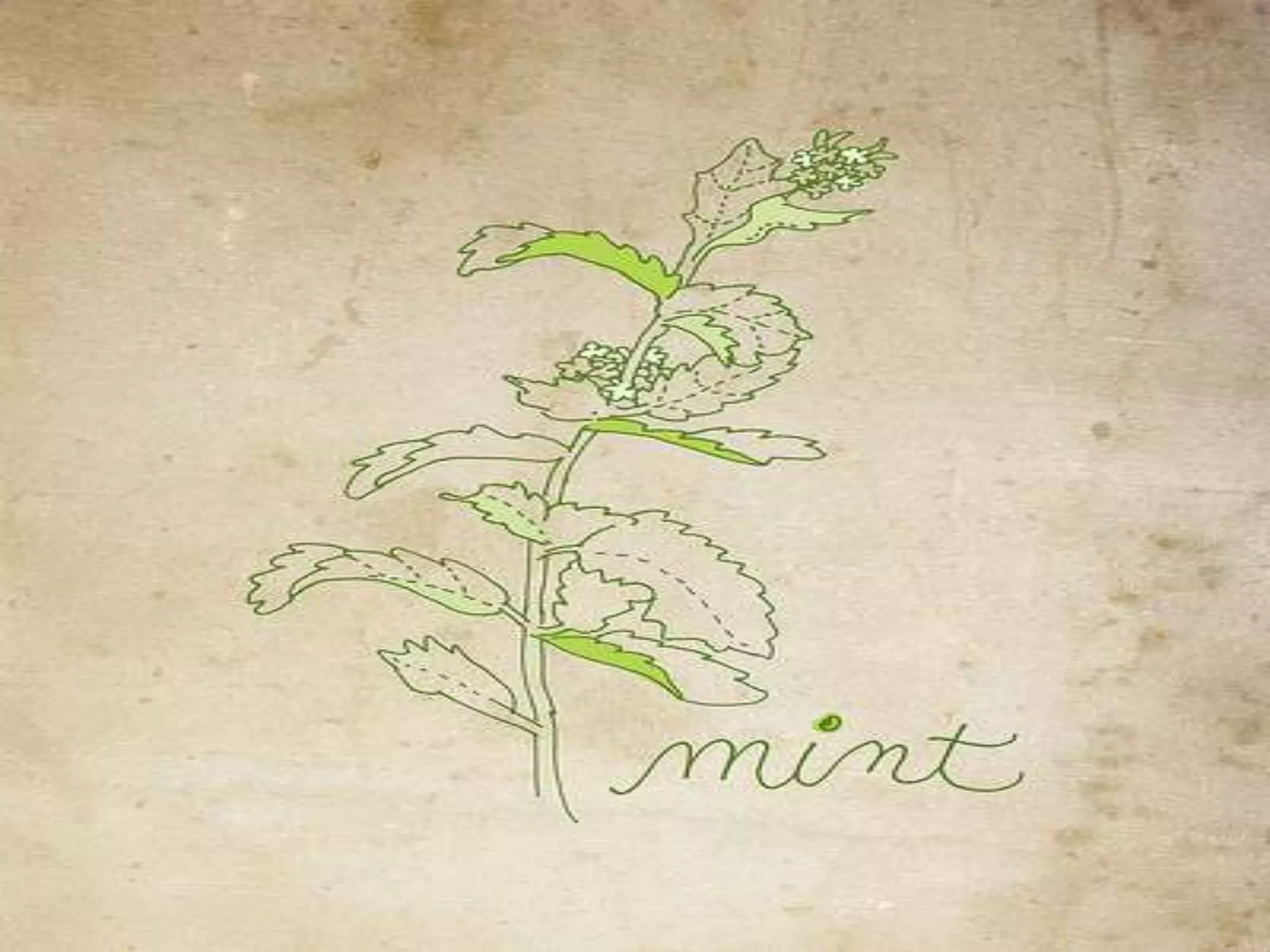 Mint Drawing | PPT