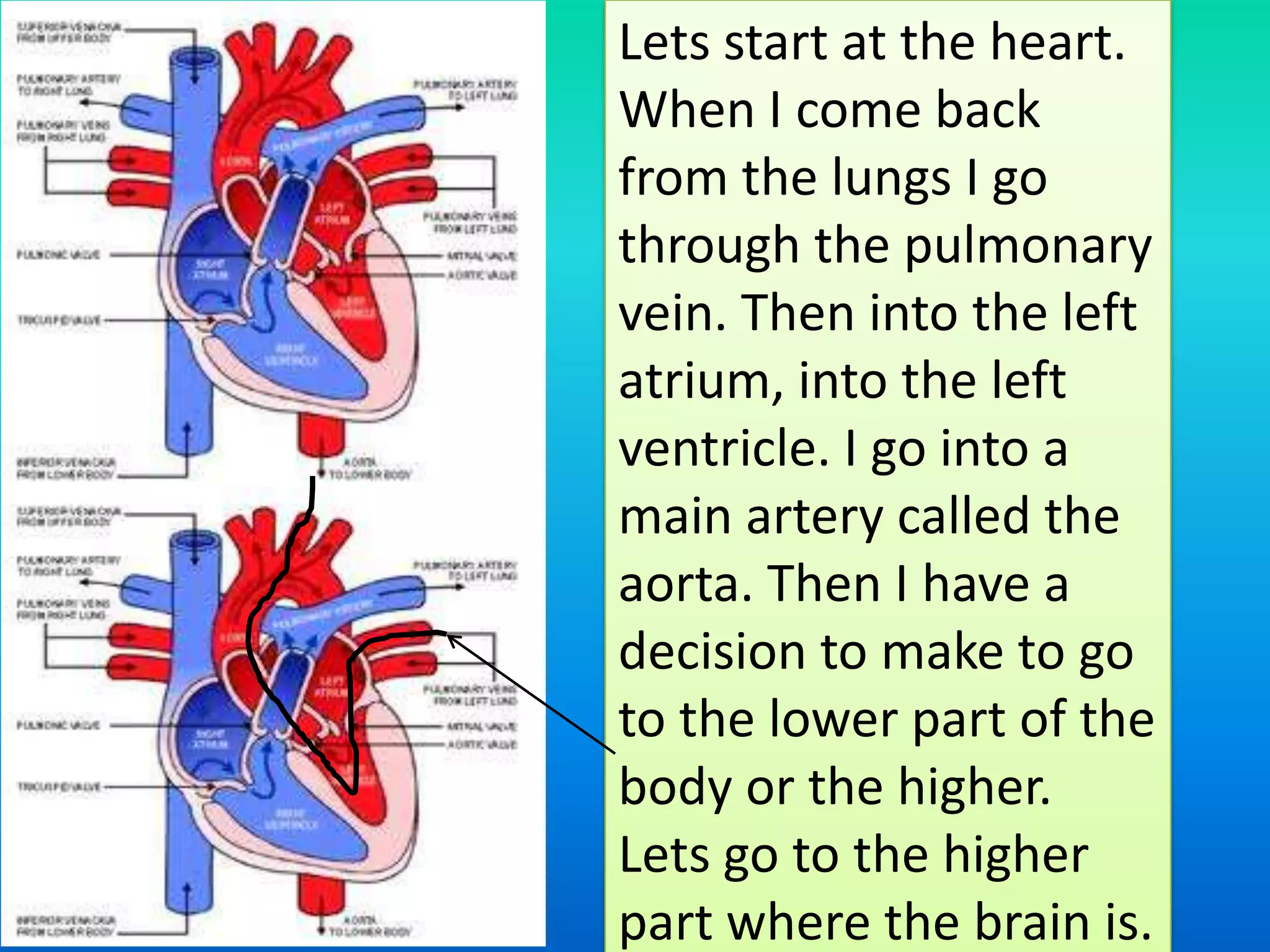 the path of red blood cell through the body to the heart | PPTX