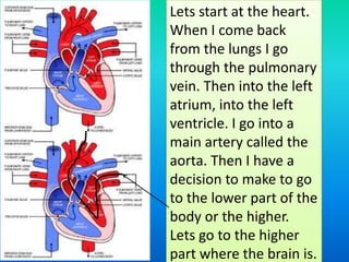 the path of red blood cell through the body to the heart | PPTX