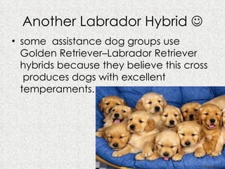 LABRADOR RETRIEVERS | PPT