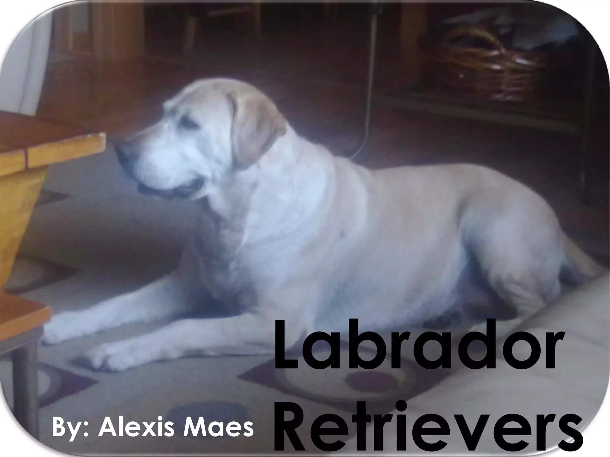 Labrador Retriever PowerPoint | PPT