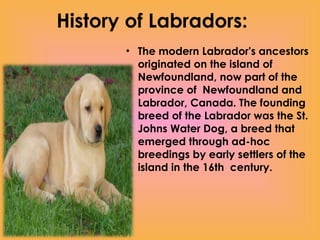 Labrador Retriever PowerPoint | PPT