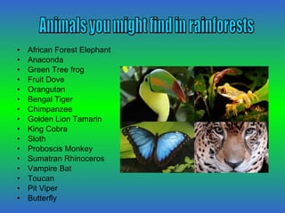 Rainforest Challenge | PPT