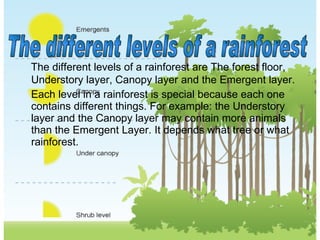 Rainforest Challenge | PPT