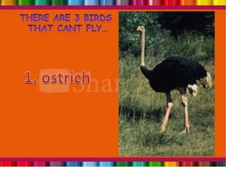 WHY CAN'T ALL BIRDS FLY? | PPTX