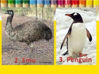 WHY CAN'T ALL BIRDS FLY? | PPTX