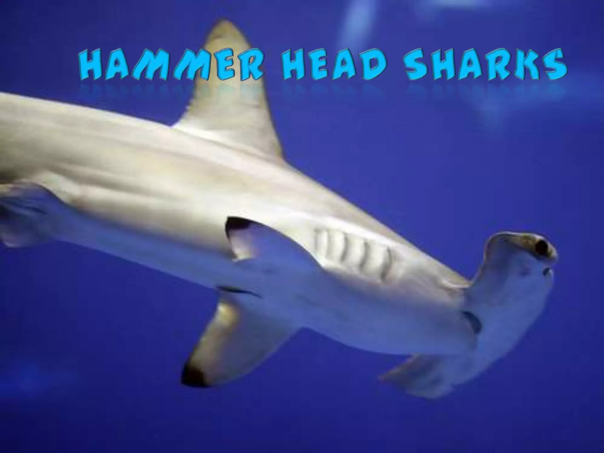 Hammerhead sharks | PPTX