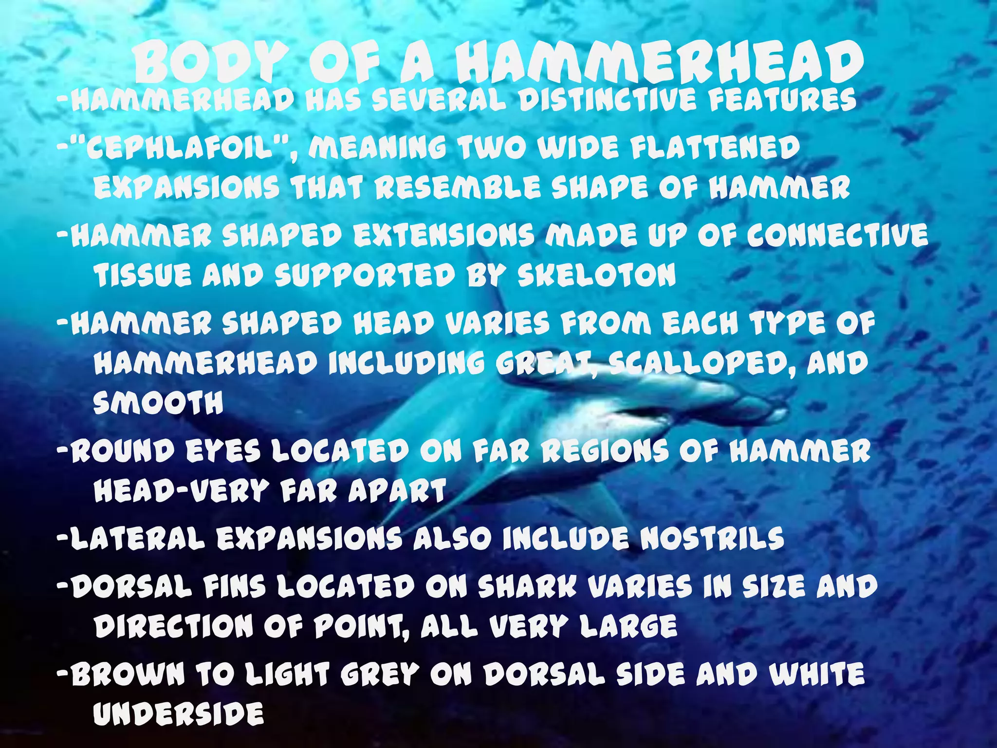 Hammerhead sharks | PPTX