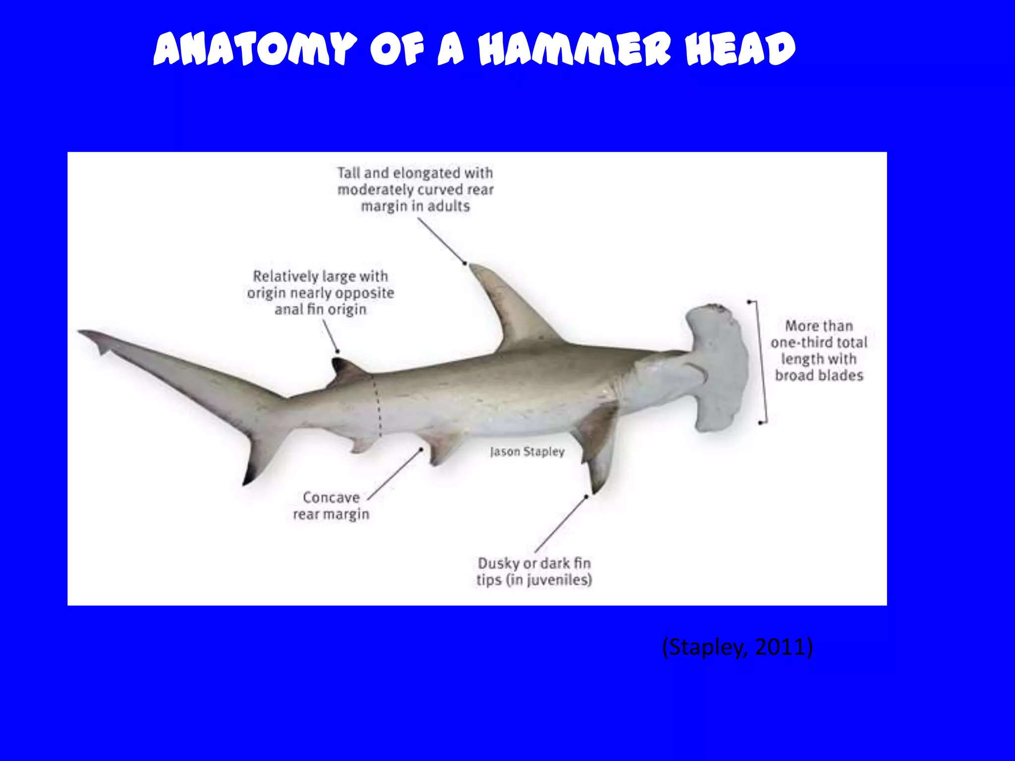 Hammerhead sharks | PPTX