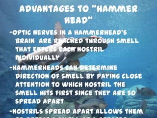 Hammerhead sharks | PPTX