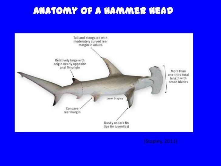 Hammerhead sharks