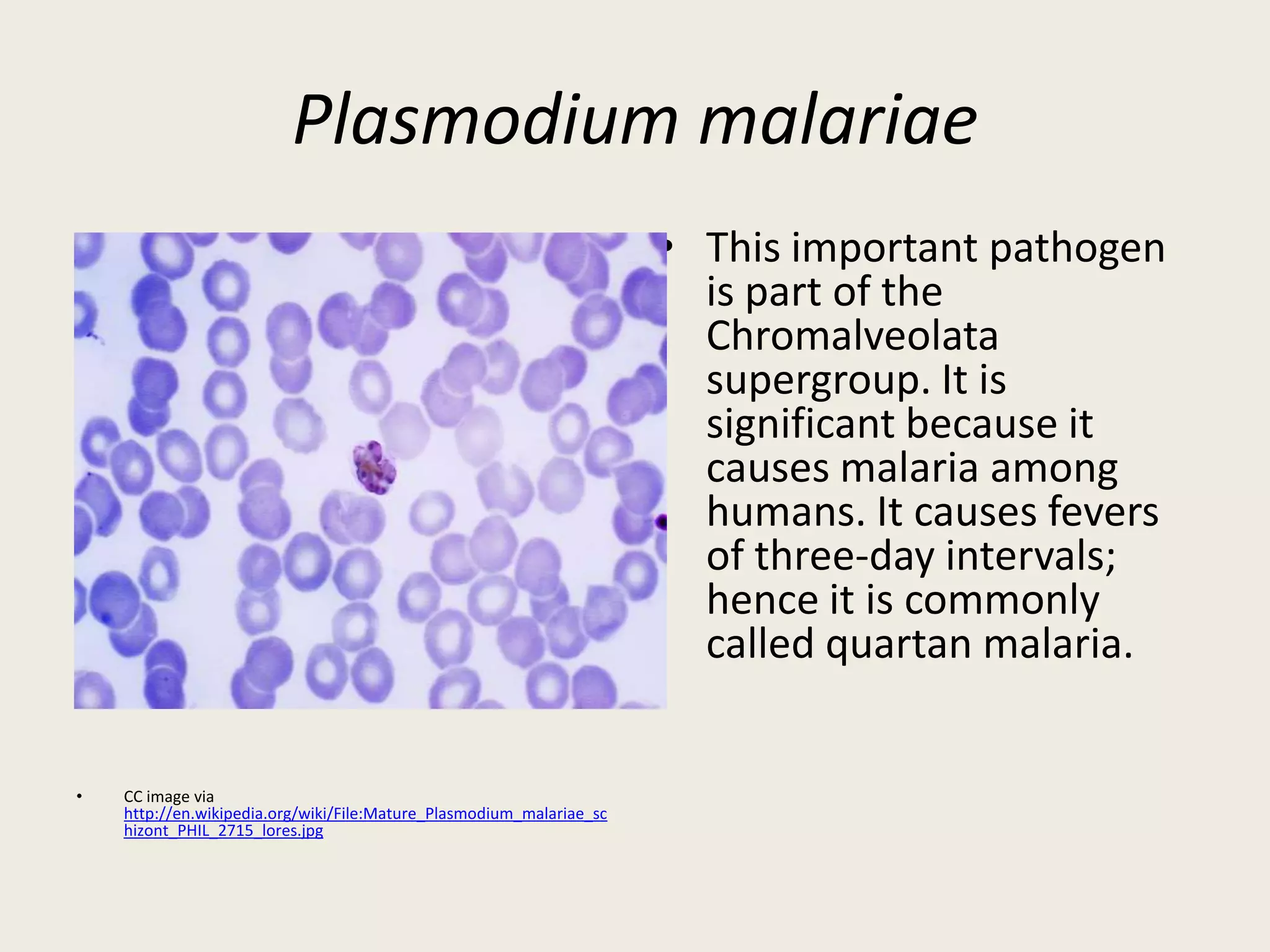 Presentation1 | PPTX | Biological Sciences | Science