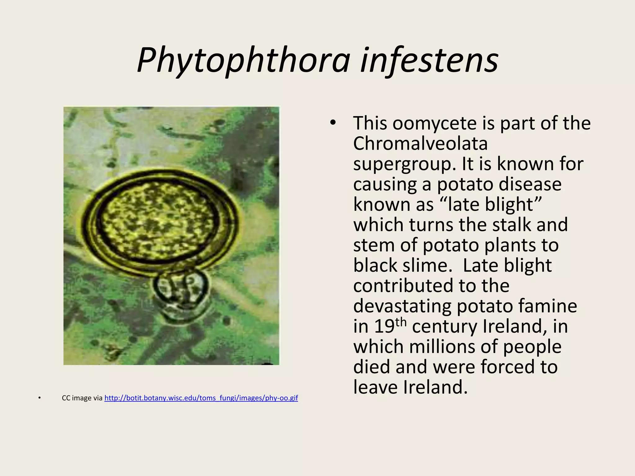 Presentation1 | PPTX | Biological Sciences | Science