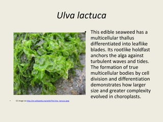 Presentation1 | PPTX | Biological Sciences | Science