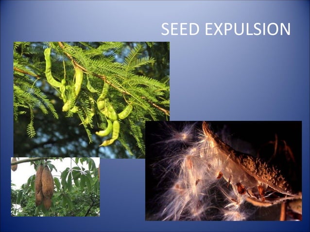 PLANTS AND SEEDS - GRADE 5 | PPT