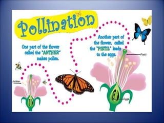 PLANTS AND SEEDS - GRADE 5 | PPT