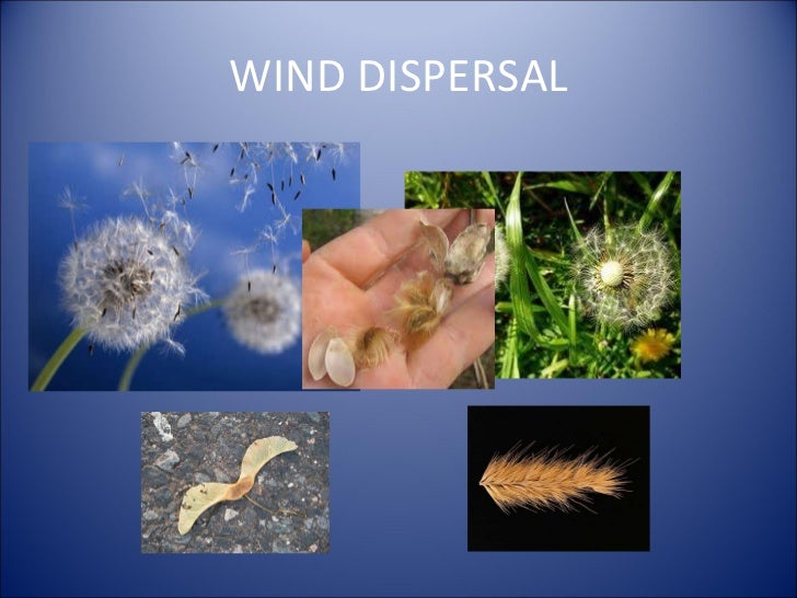 PLANTS AND SEEDS - GRADE 5