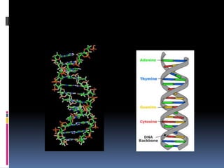 Presentation1 | PPTX | Biological Sciences | Science