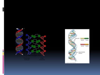 Presentation1 | PPTX | Biological Sciences | Science