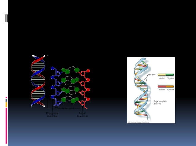 Presentation1 | PPTX | Biological Sciences | Science