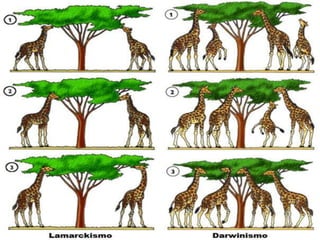 Lamarck vs Darwin | PPTX