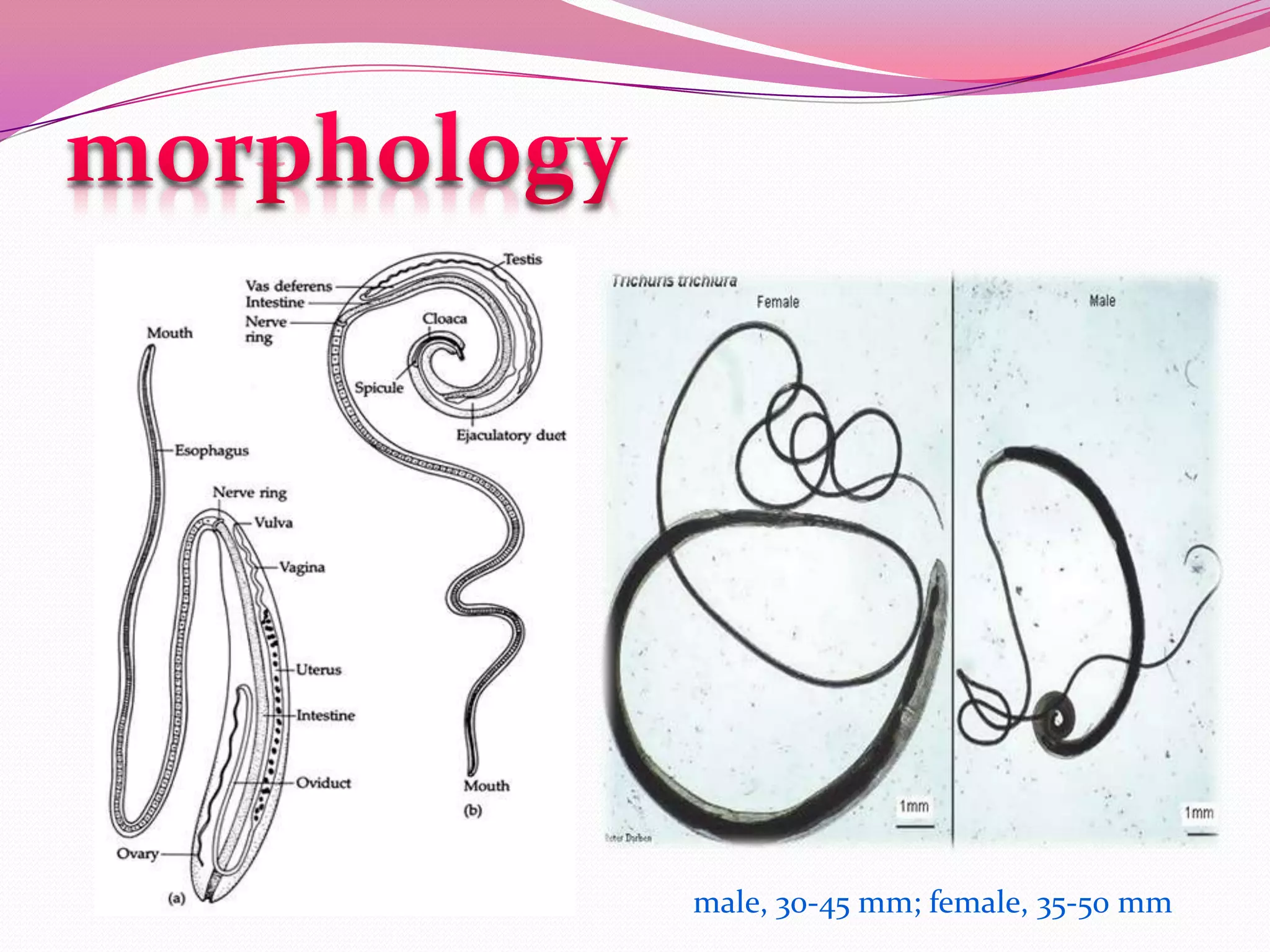 TRICHURIS TRICHURIA | PPTX