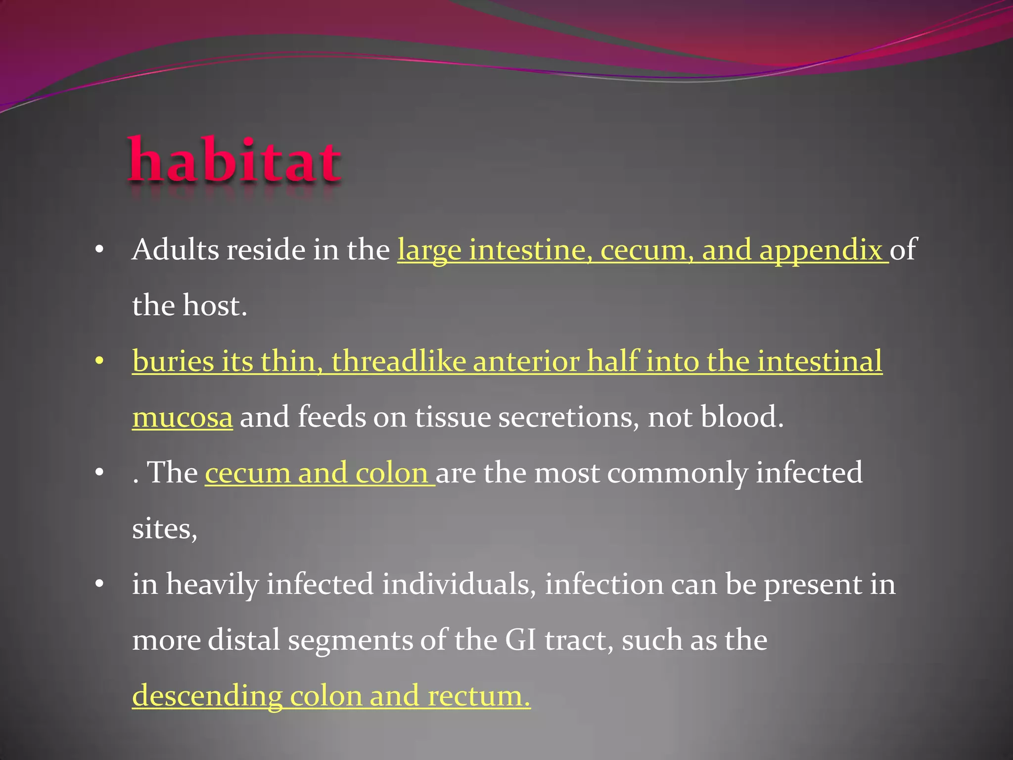 TRICHURIS TRICHURIA | PPTX