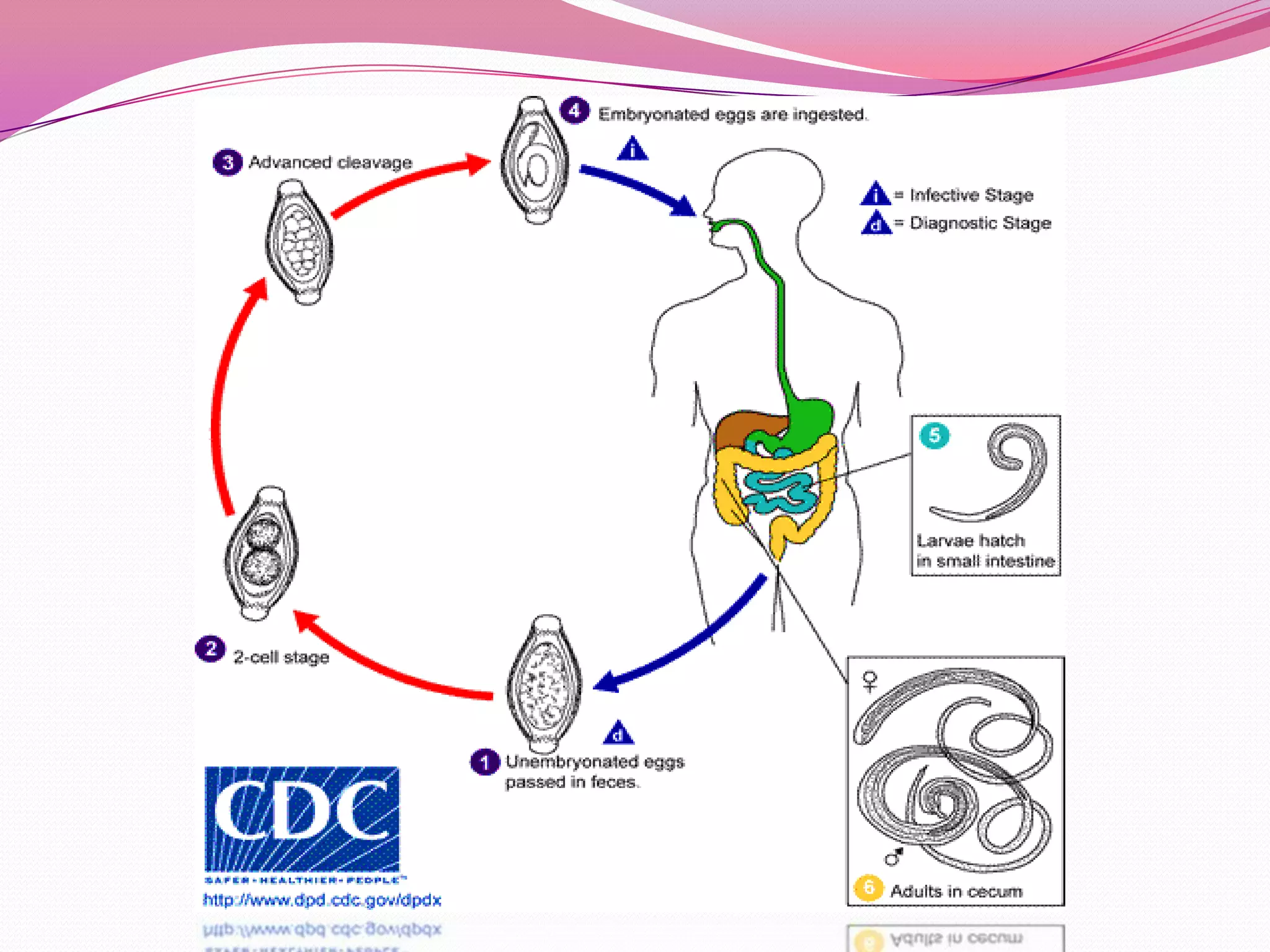 TRICHURIS TRICHURIA | PPTX