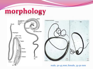 TRICHURIS TRICHURIA | PPTX