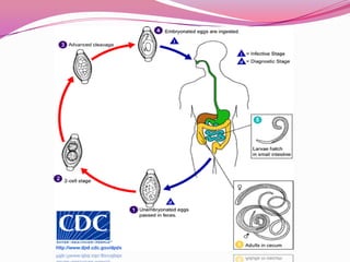 TRICHURIS TRICHURIA | PPT
