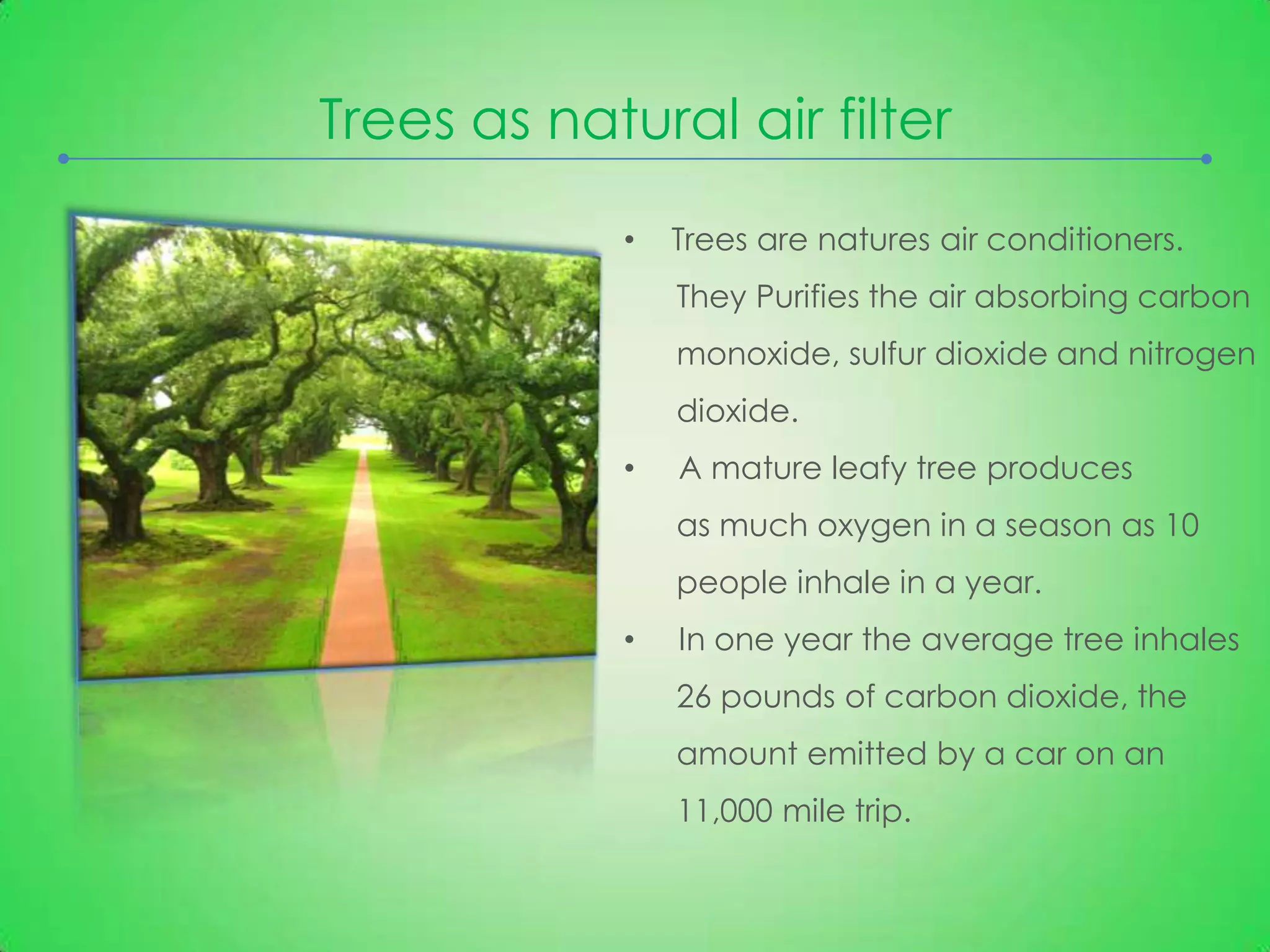Importance of Trees | PPTX