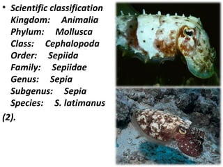 cuttle fish | PPT