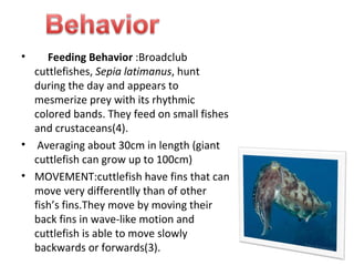 cuttle fish | PPT