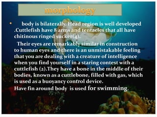 cuttle fish | PPT