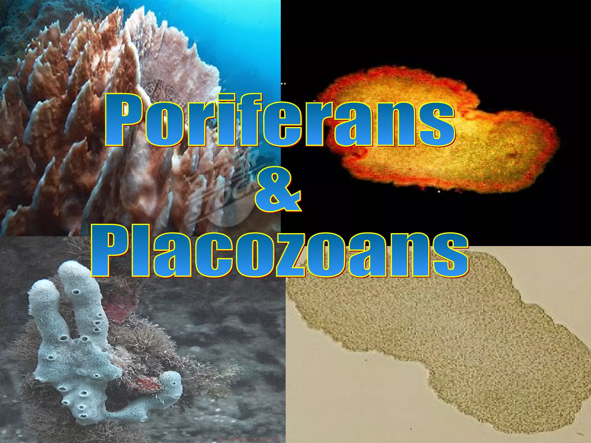 Poriferans and Placozoans | PPT