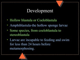 Poriferans and Placozoans | PPT