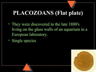 Poriferans and Placozoans | PPT
