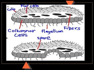 Poriferans and Placozoans | PPT