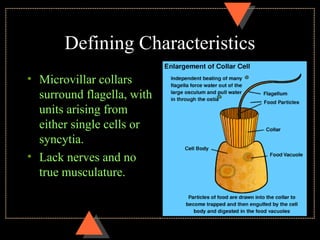 Poriferans and Placozoans | PPT