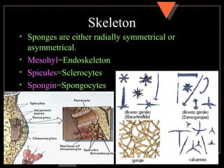 Poriferans and Placozoans | PPT