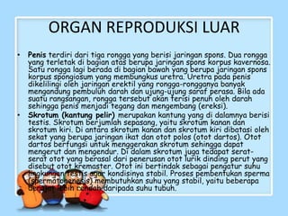 sistem reproduksi manusia | PPTX