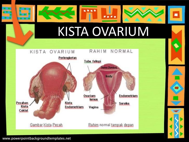 sistem reproduksi manusia