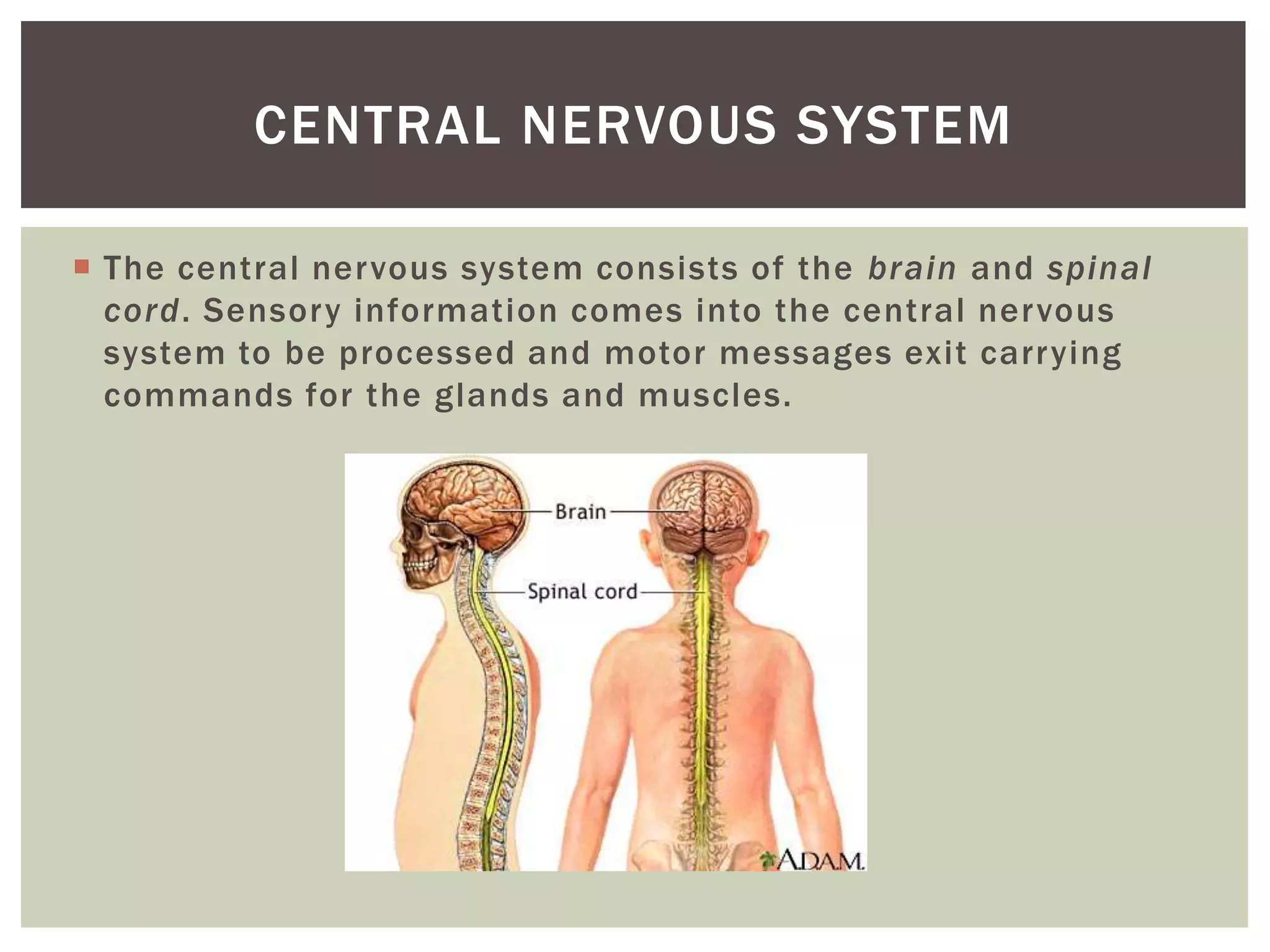 the nervous system | PPTX
