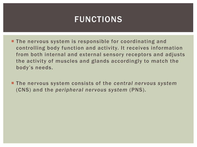 the nervous system | PPTX